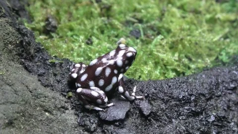 A Rio Maranon Poison Frog Wiggling His B... | Stock Video | Pond5