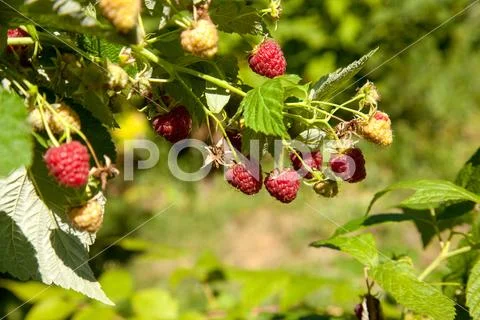 Ripe and unripe raspberry in the fruit garden. Growing natural bush of ...