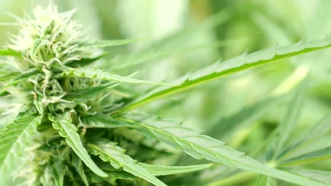 Indica Flower Videos Stock Videos – Royalty-Free HD & 4K Videos