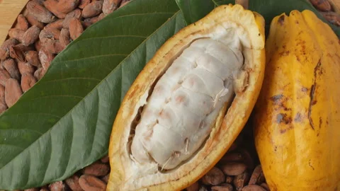 Ripe cocoa pod and cocoa beans setup bac... | Stock Video | Pond5