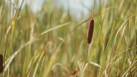Ripe fruits of cattail plant 4K close-up... | Stock Video | Pond5