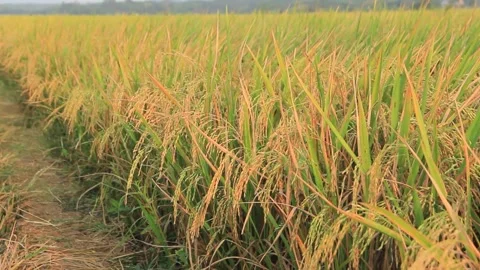Ripe golden rice field with a breeze. Th... | Stock Video | Pond5