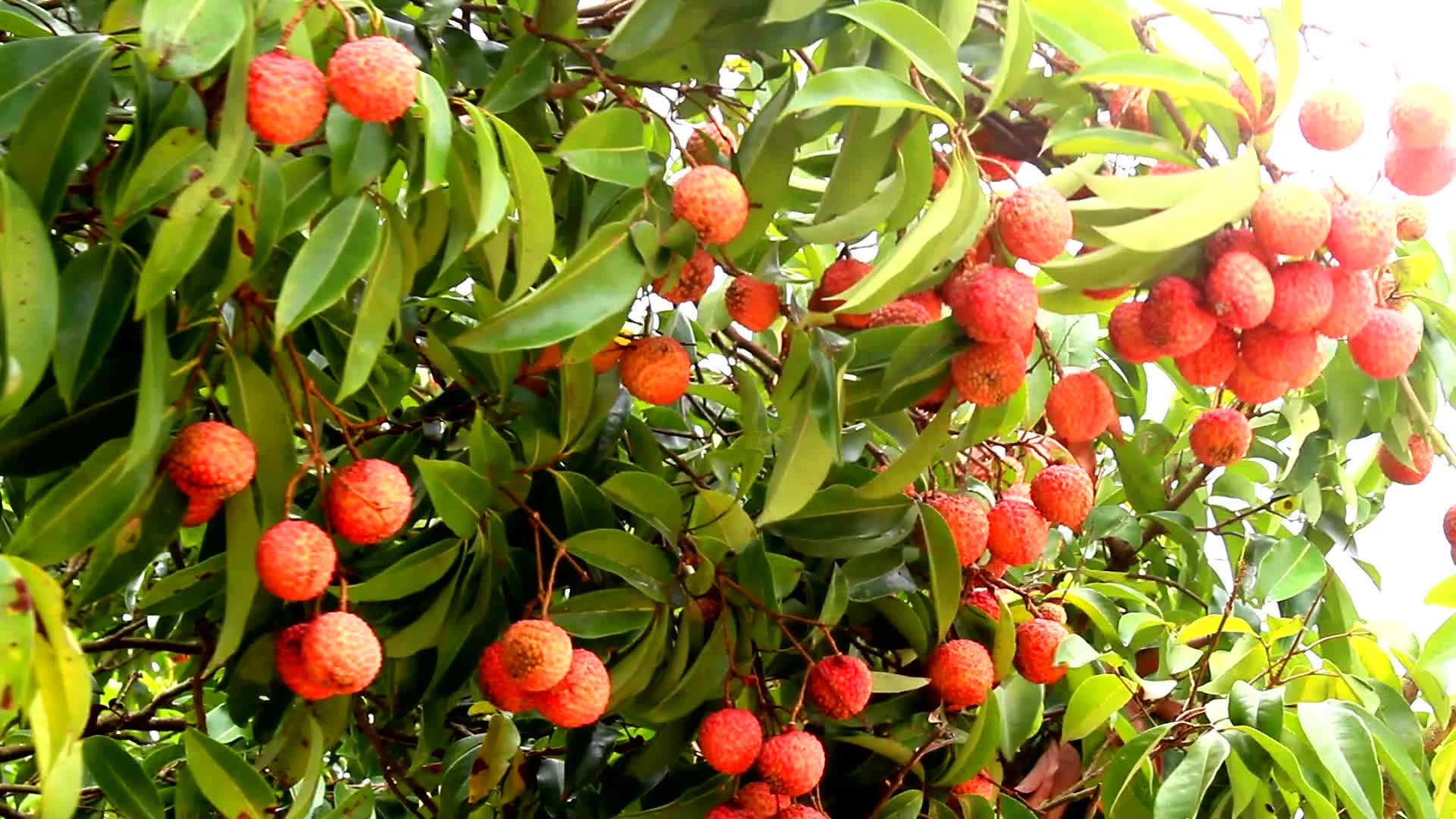 Litchi Fruit Wallpaper