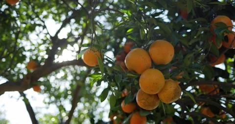 Ripe orange tree in organic farm | Stock Video | Pond5