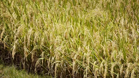 Ripe rice on rice field on Bali island, ... | Stock Video | Pond5