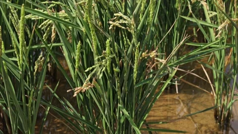 Ripening rice in a rice field on a sunny... | Stock Video | Pond5