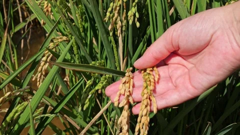 Ripening rice in a rice field on a sunny... | Stock Video | Pond5