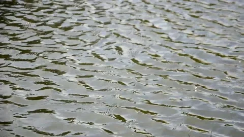 ripples in water close up of pond | Stock Video | Pond5