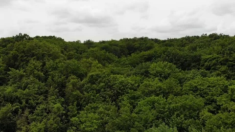 Rise above deep dense forest aerial with... | Stock Video | Pond5