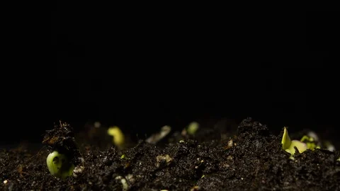 Plants Rising Stock Footage ~ Royalty Free Stock Videos | Pond5