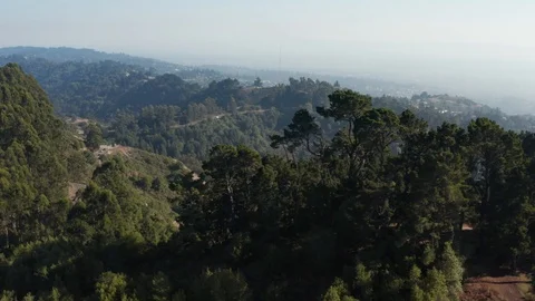 Rising over Large Eucalyptus trees in Be... | Stock Video | Pond5