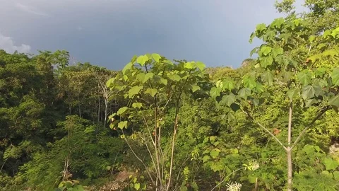 Amazon Rainforest Storm Stock Videos – Royalty-Free HD & 4K Videos | Pond5