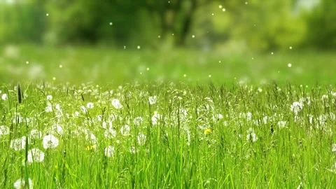 Flower Rising Animation Stock Footage ~ Royalty Free Stock Videos | Pond5