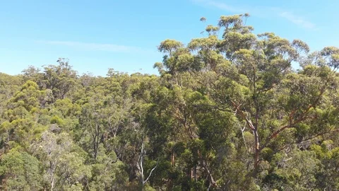 Gumtree Stock Footage ~ Royalty Free Stock Videos | Pond5