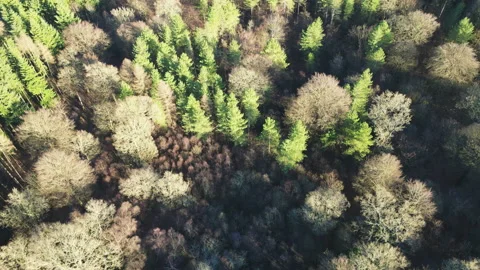 Rising view of a forest canopy of beech ... | Stock Video | Pond5