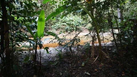 River and waterfall in Lambir, Borneo, M... | Stock Video | Pond5