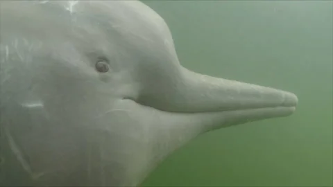 River dolphin eye closeup, face and smil... | Stock Video | Pond5
