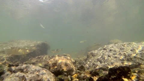 River fishes in natural habitat, fishes ... | Stock Video | Pond5