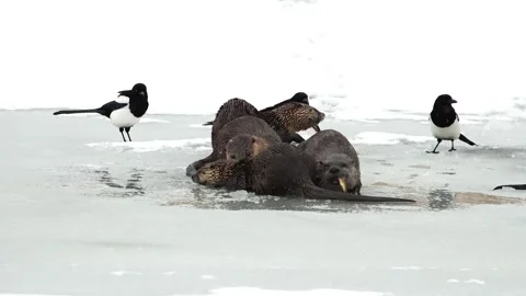 Eat Fish In Stock Videos – Royalty-Free HD & 4K Videos