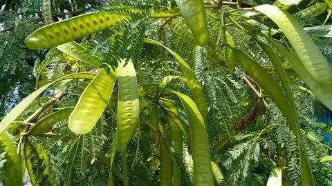 Tamarind Stock Videos – Royalty-Free HD & 4K Videos | Page 2