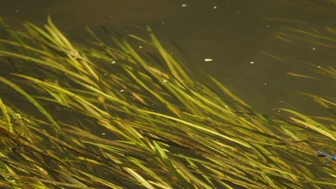 Underwater Plants Images Stock Videos – Royalty-Free HD & 4K Videos ...