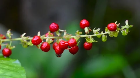 World Pigeons Stock Footage ~ Royalty Free Stock Videos | Pond5