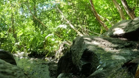 rivulet or spring with tiny waterfalls i... | Stock Video | Pond5