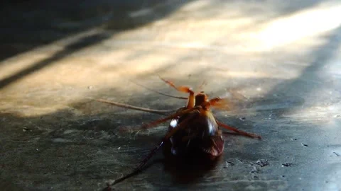 roach killer house floor cockroach dying... | Stock Video | Pond5