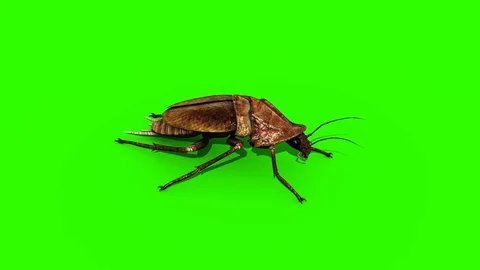 Roaches Beetle Insects Green Screen 3D R... | Stock Video | Pond5