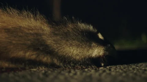 Road Kill Stock Footage ~ Royalty Free Stock Videos | Pond5