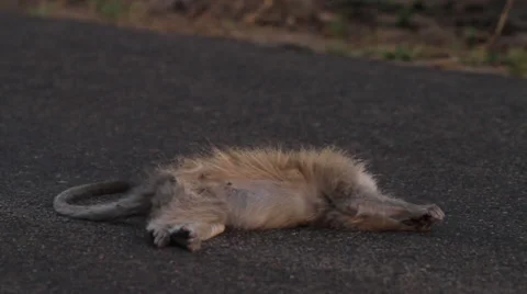 Roadkill Vervet Monkey dead in National ... | Stock Video | Pond5