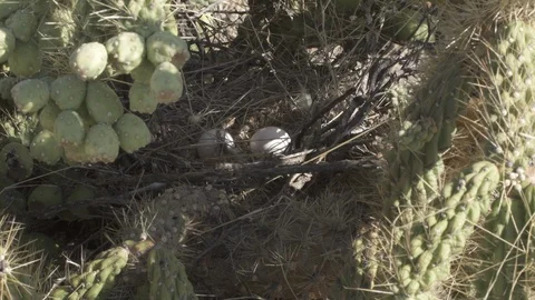 Roadrunner Stock Videos – Royalty-Free HD & 4K Videos | Pond5