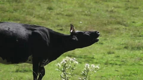 Bloop Stock Videos – Royalty-Free HD & 4K Videos | Pond5