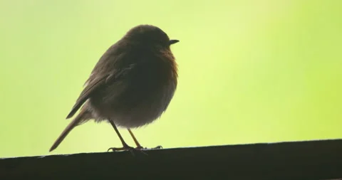 Robin beautiful bird at window close up ... | Stock Video | Pond5