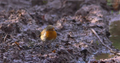 Robin Flying Bird Stock Videos – Royalty-Free HD & 4K Videos