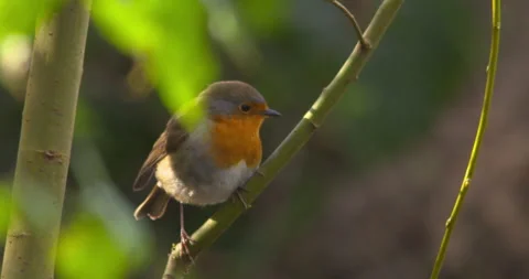 Robin Flying Bird Stock Videos – Royalty-Free HD & 4K Videos