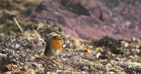 Robin bird sees a flying insect and poun... | Stock Video | Pond5