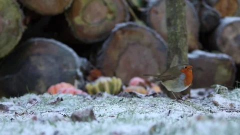 Robin on frosted grass | Stock Video | Pond5