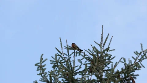 Robin Perched on a Pine Tree as It Blows... | Stock Video | Pond5