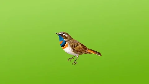 robin small bird 2d animated | Stock Video | Pond5