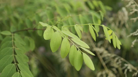 Robinia pseudoacacia tree branch by summ... | Stock Video | Pond5