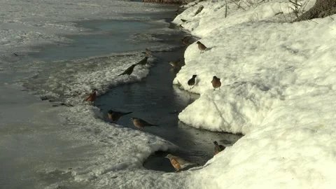 Robins Birds Foraging by Melting Ice Ope... | Stock Video | Pond5
