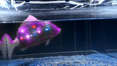 A robot fish in aquarium. Media. Artific... | Stock Video | Pond5