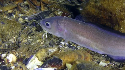 Roche's snake blenny (Ophidion rochei). | Stock Video | Pond5
