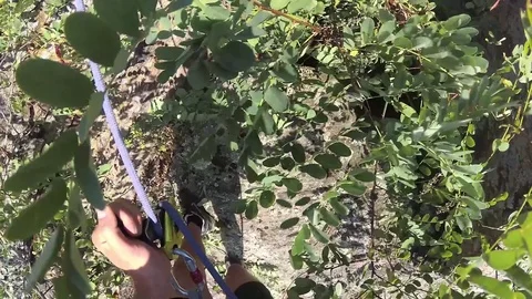 Rock Climing Clips Stock Videos – Royalty-Free HD & 4K Videos | Pond5