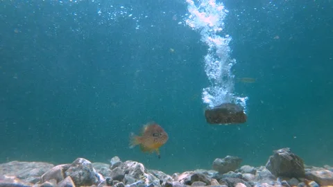 Underwater Lake Bottom Stock Video Footage | Royalty Free Underwater ...