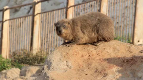 Hyrax Stock Footage ~ Royalty Free Stock Videos | Pond5