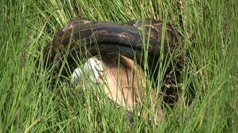 Rock python killing a gazelle | Stock Video | Pond5