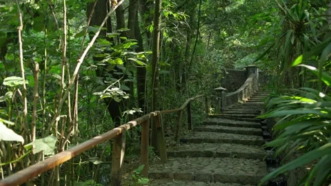 Rock Stair Path Through Jungle Forest in... | Stock Video | Pond5