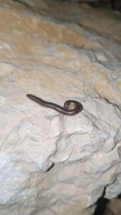 Rock Worms Stock Footage ~ Royalty Free Stock Videos | Pond5